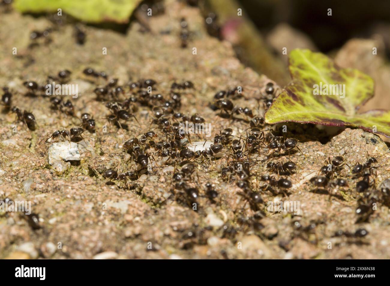 Ants, Formicidae, Ants Stock Photo - Alamy