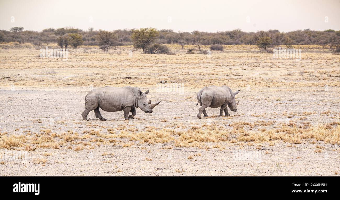 White Rhinoceros spotted in the Khama Rhino Sanctuary, Botswana, during ...
