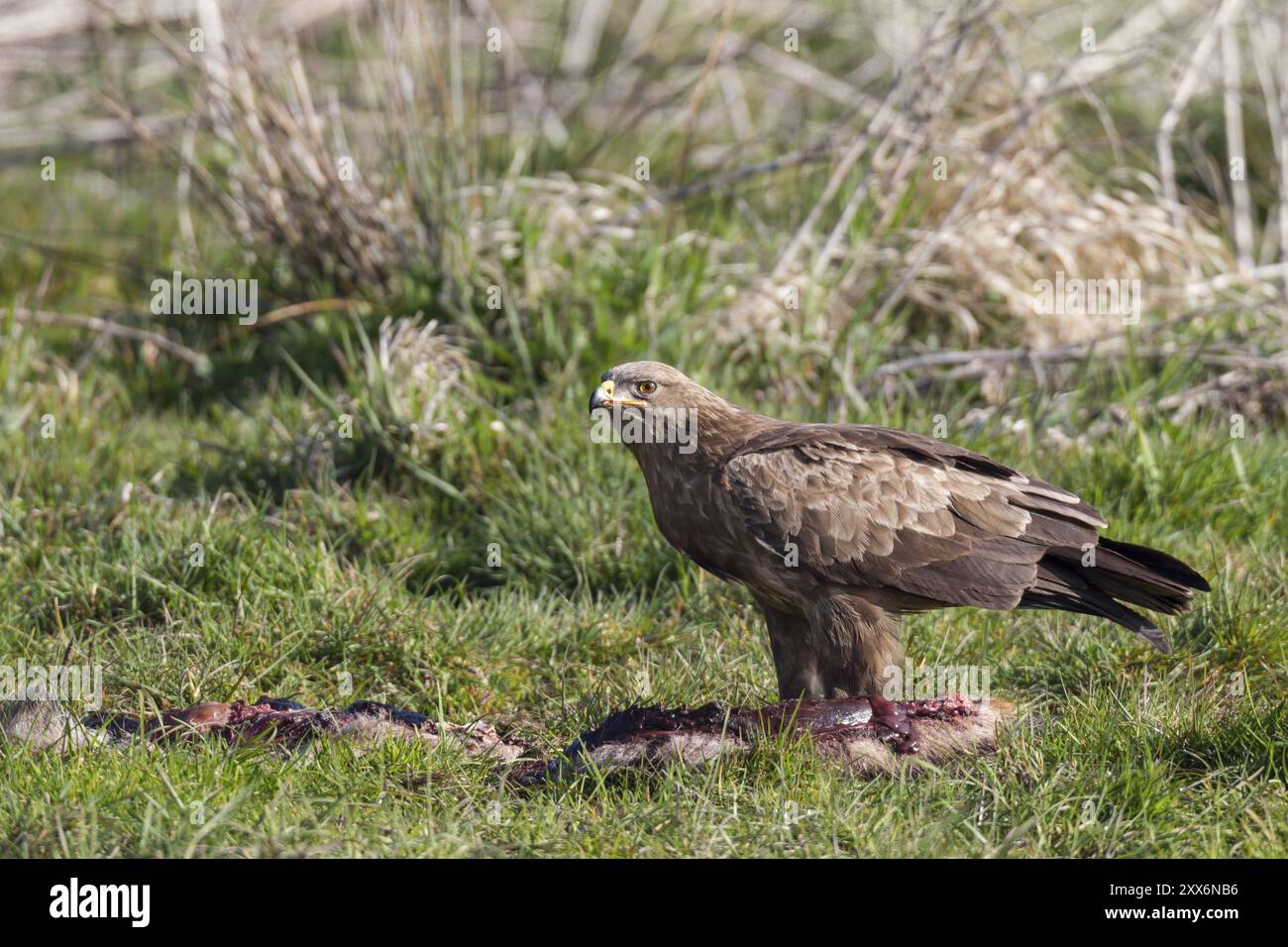 Lesser spotted eagle, Aquila pomarina, lesser spotted eagle Stock Photo ...