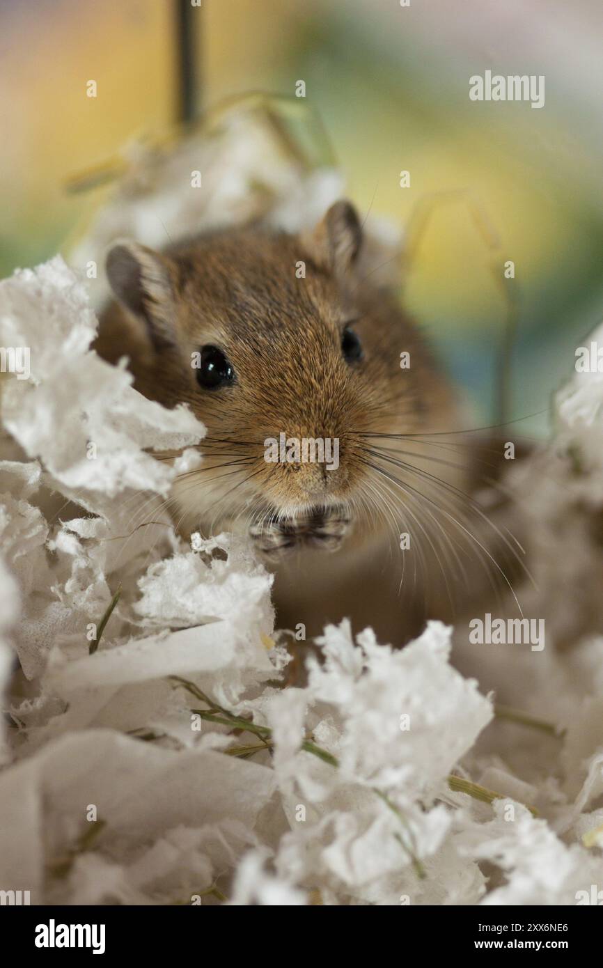 Mongolian gerbil (Meriones Stock Photo - Alamy