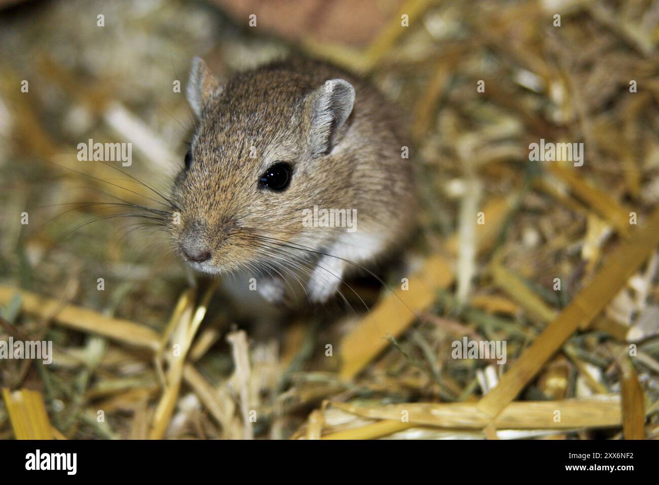 Mongolian gerbil, habitat highlands of Mongolia, northern China and ...