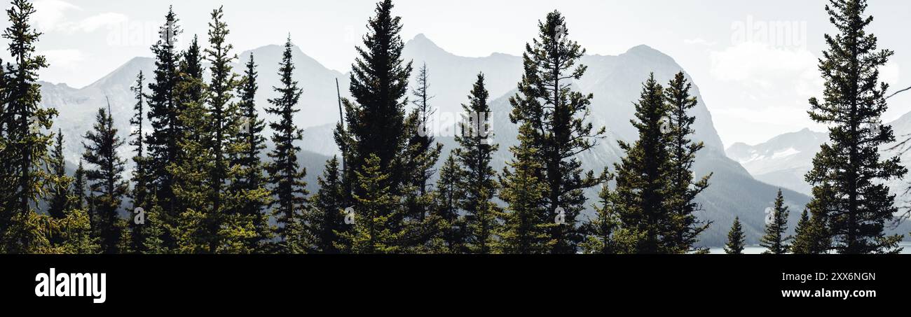 Panoramic view of temperate coniferous forests ecoregion in an Alberta ...