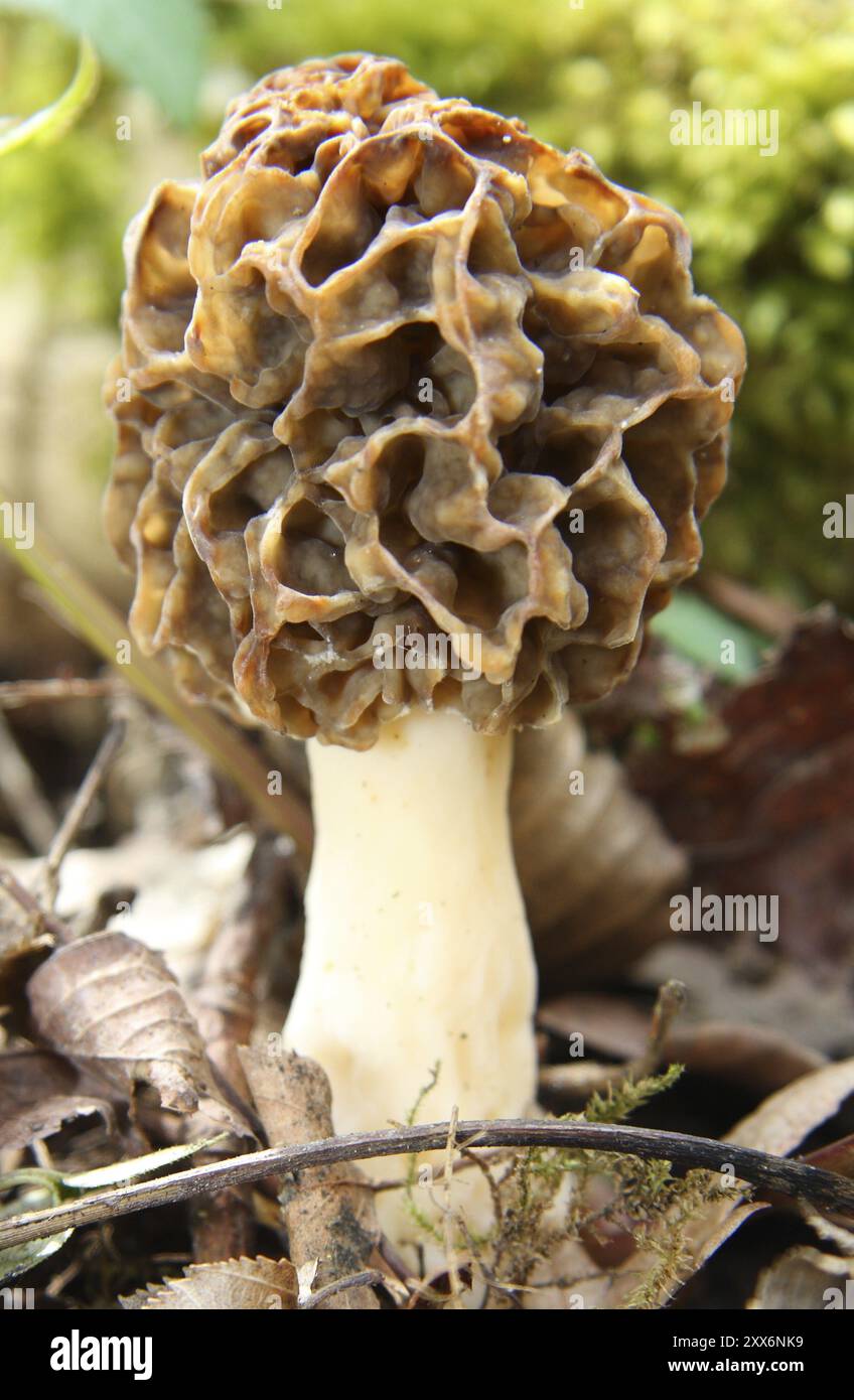 Bavarian edible morel Stock Photo - Alamy