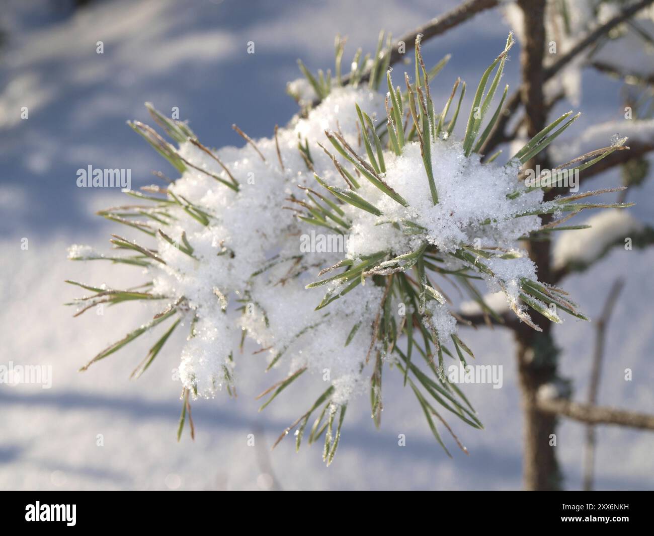 Snow in spruce tree, closeup with sunlight Stock Photo - Alamy