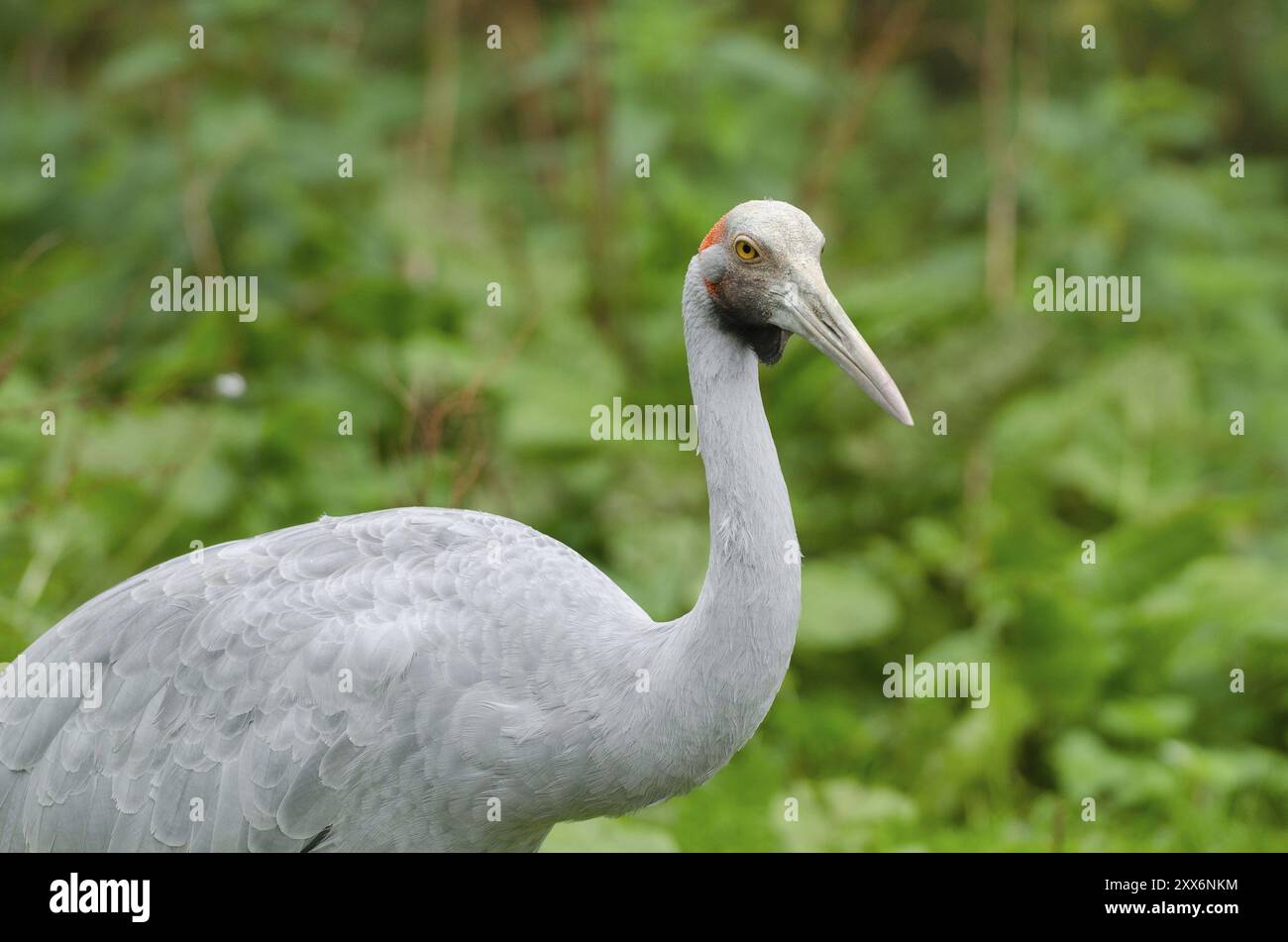 Portrait of a Brolga crane. portrait of a Brolga crane Stock Photo - Alamy