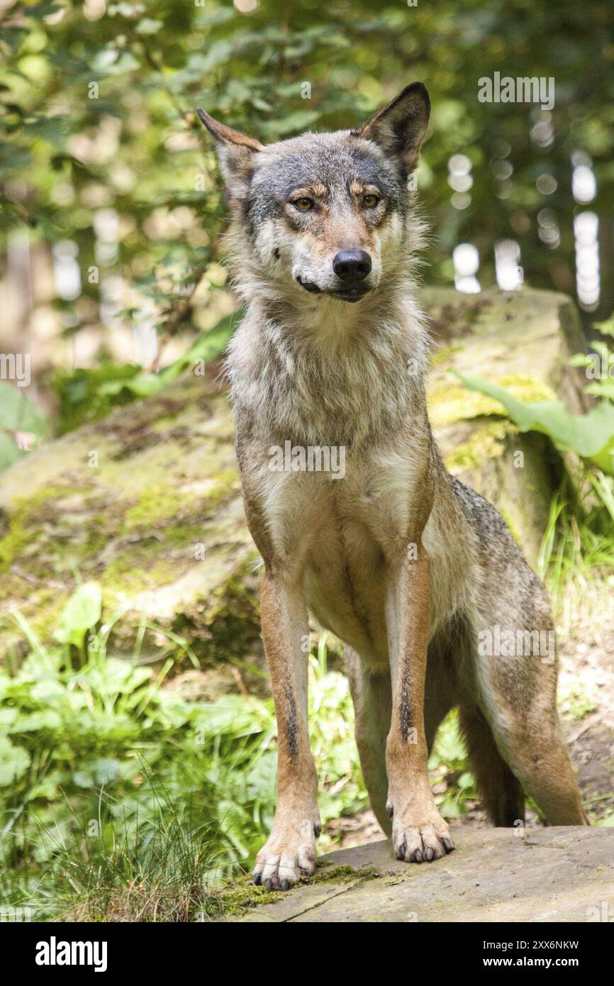 Gray wolf habitat hi-res stock photography and images - Alamy