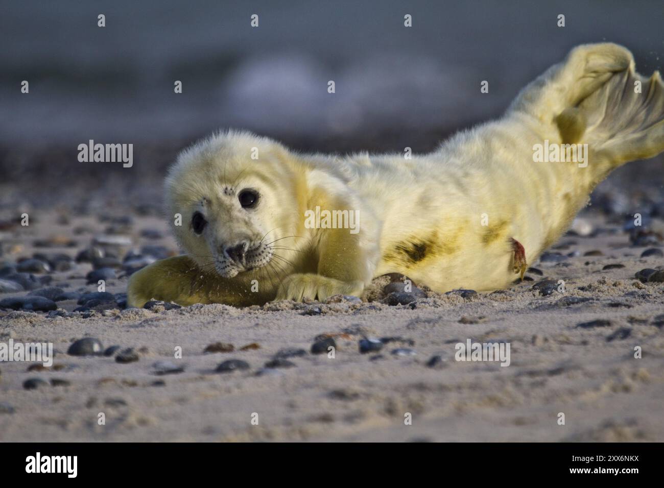 Newborn grey seal halichoerus hi-res stock photography and images - Alamy