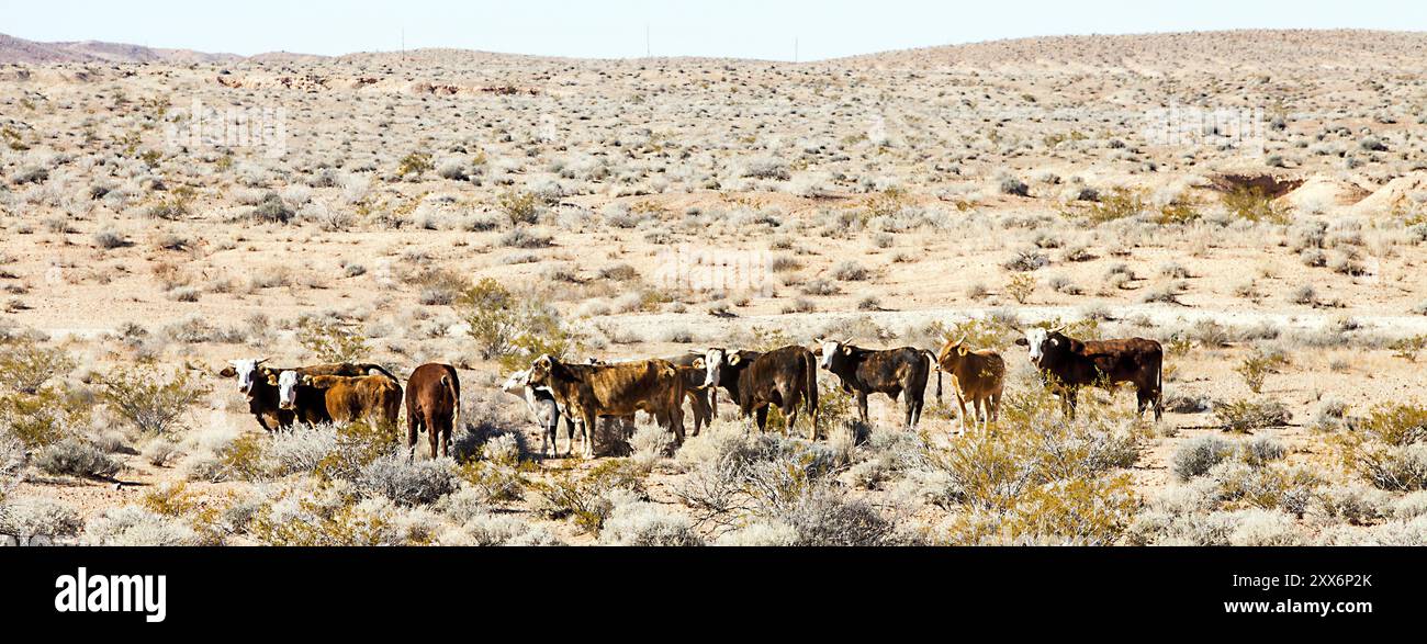 Cattle herd in the Lake Mead National Recreation Area Arizona Stock ...