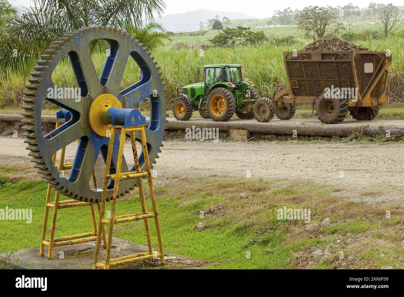 Sugarcane harvest in Costa Rica Stock Photo - Alamy