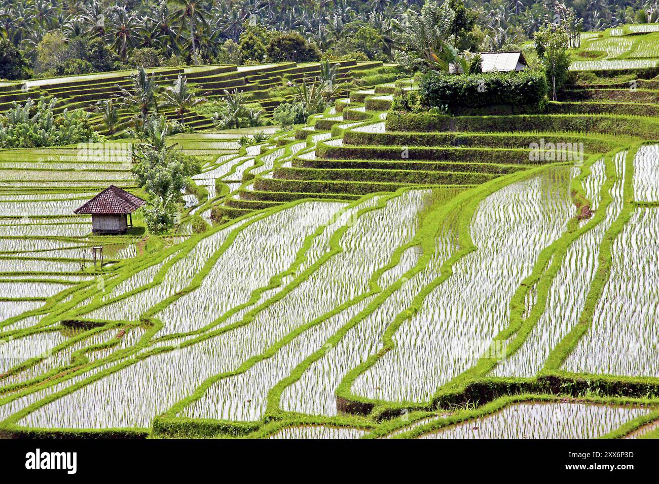 Indonesian paddy rice field hi-res stock photography and images - Alamy
