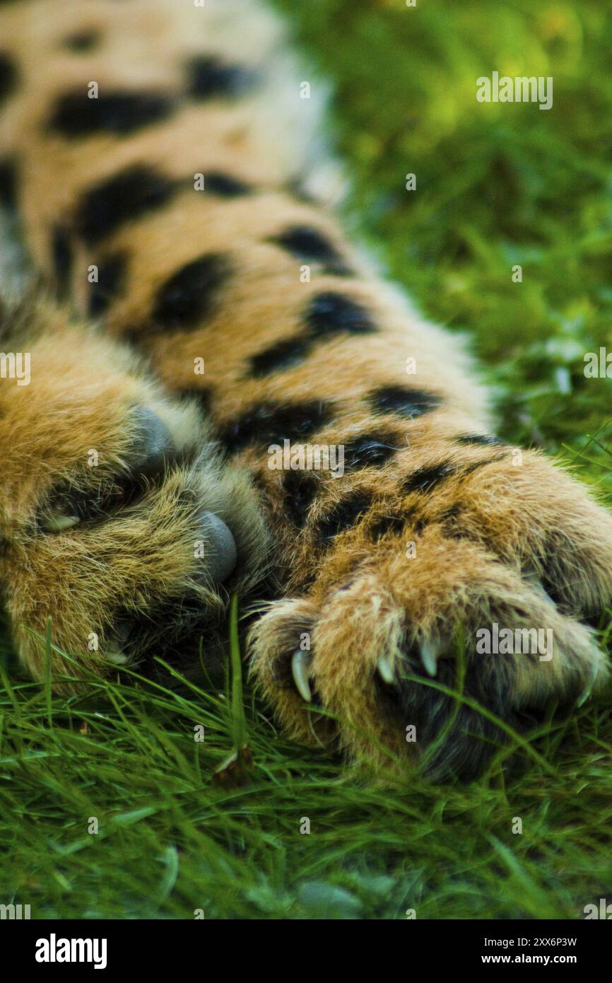 Cheetah, African habitat Stock Photo - Alamy