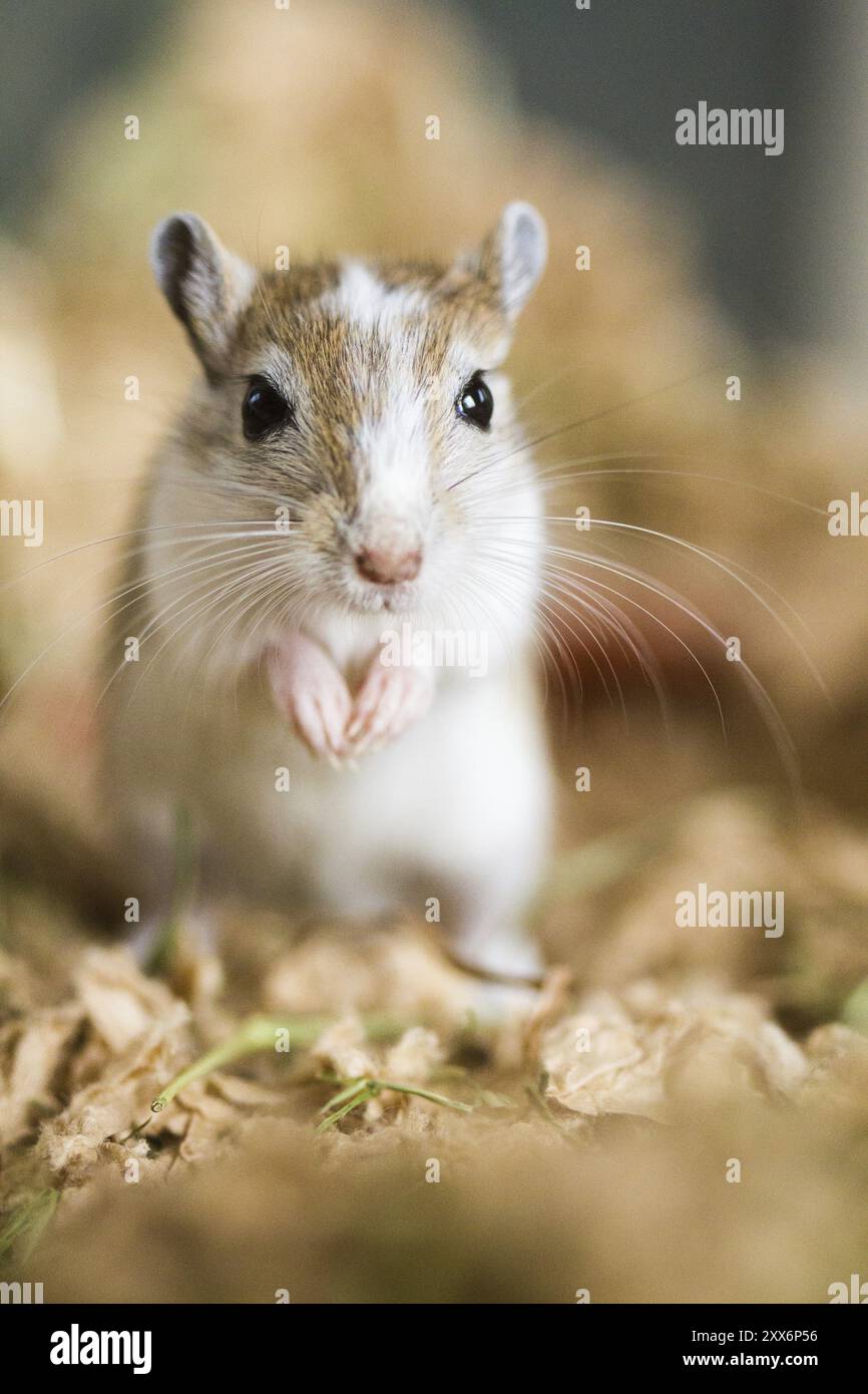 Mongolian gerbil (Meriones), gerbil as a pet Stock Photo - Alamy