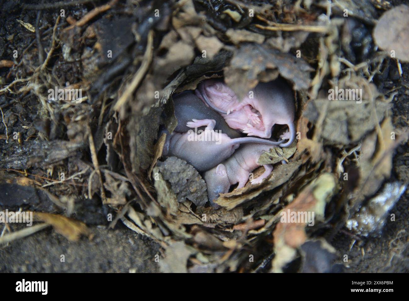 Newborn mice hi-res stock photography and images - Alamy