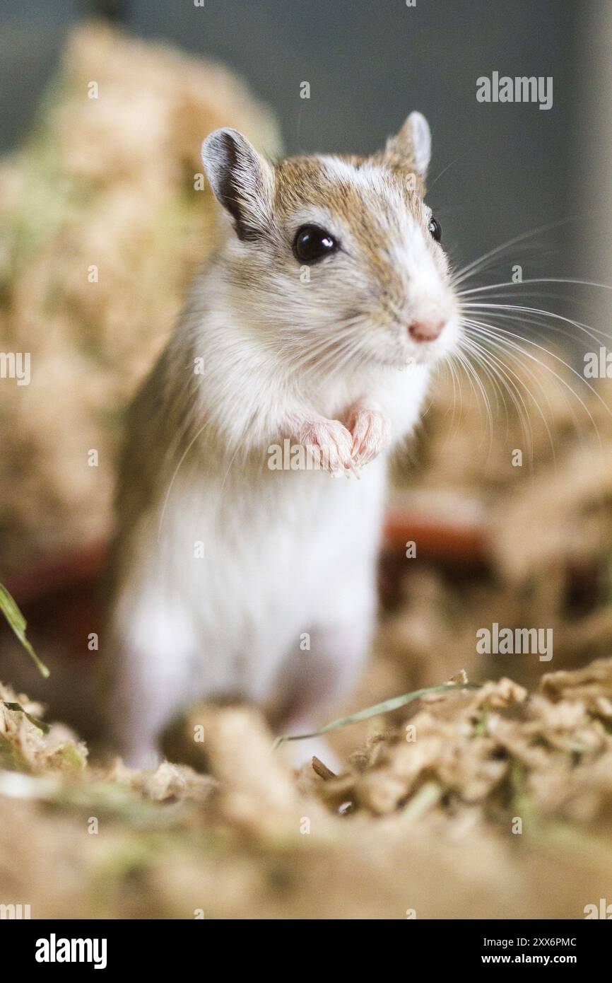 Gerbil desert rats hi-res stock photography and images - Alamy