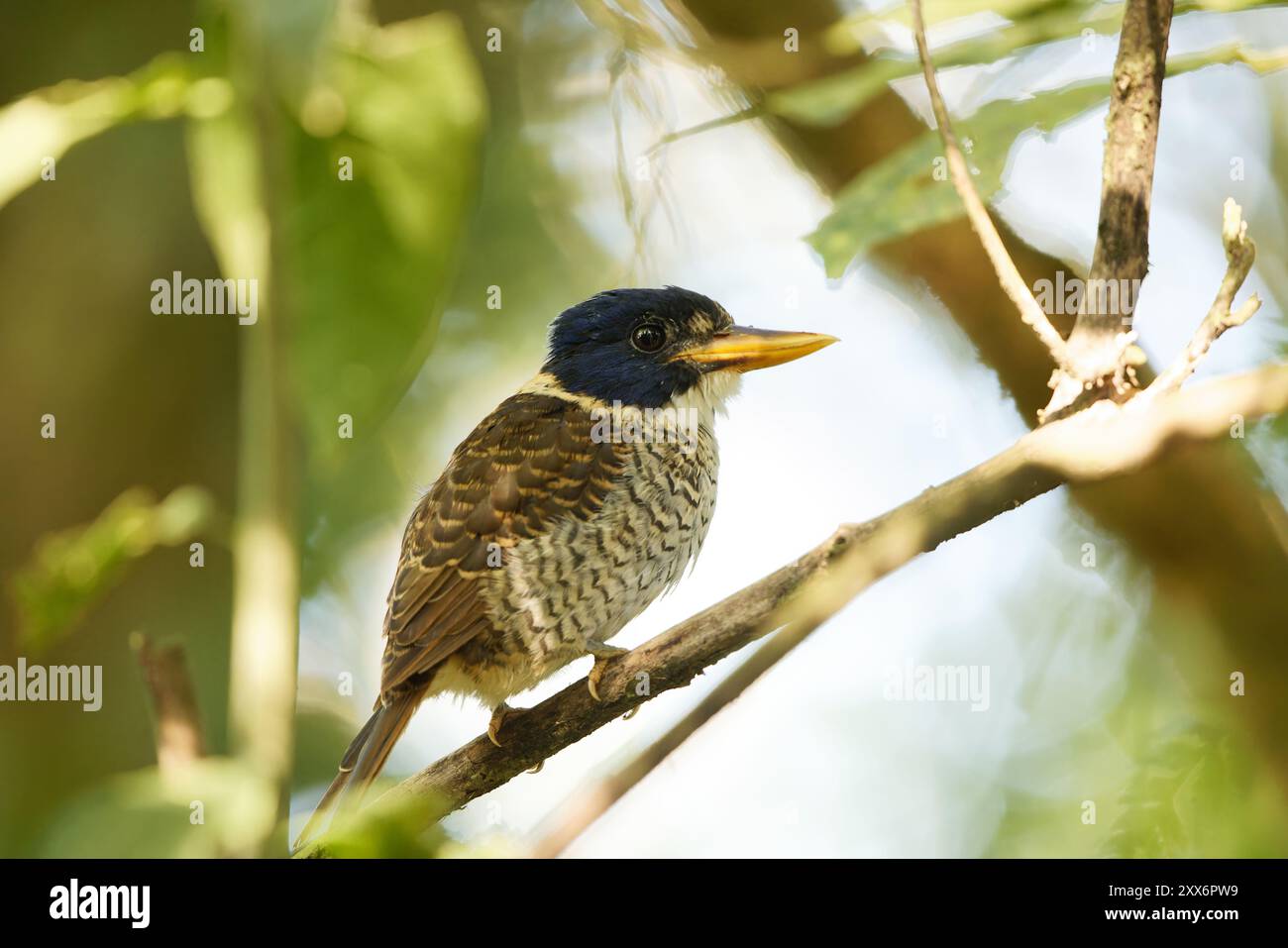Regent bird hi-res stock photography and images - Alamy