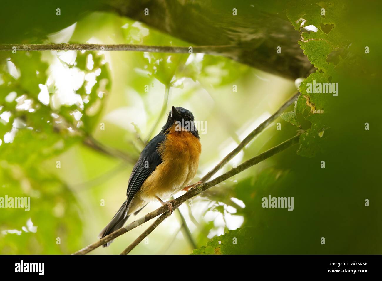 Sulawesi blue flycatcher (Cyornis omissus) is a species of bird in the ...