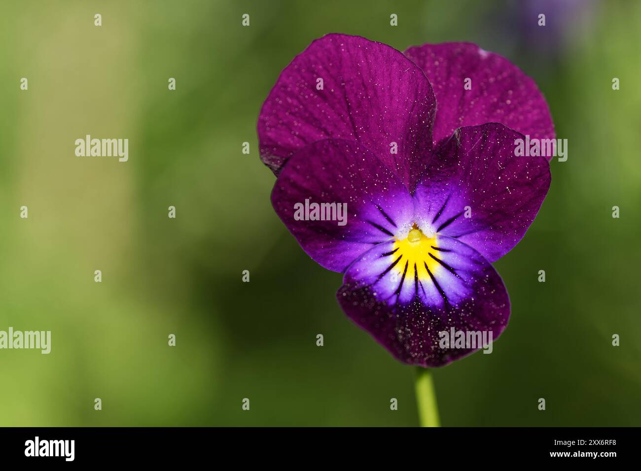 Violets structure hi-res stock photography and images - Alamy