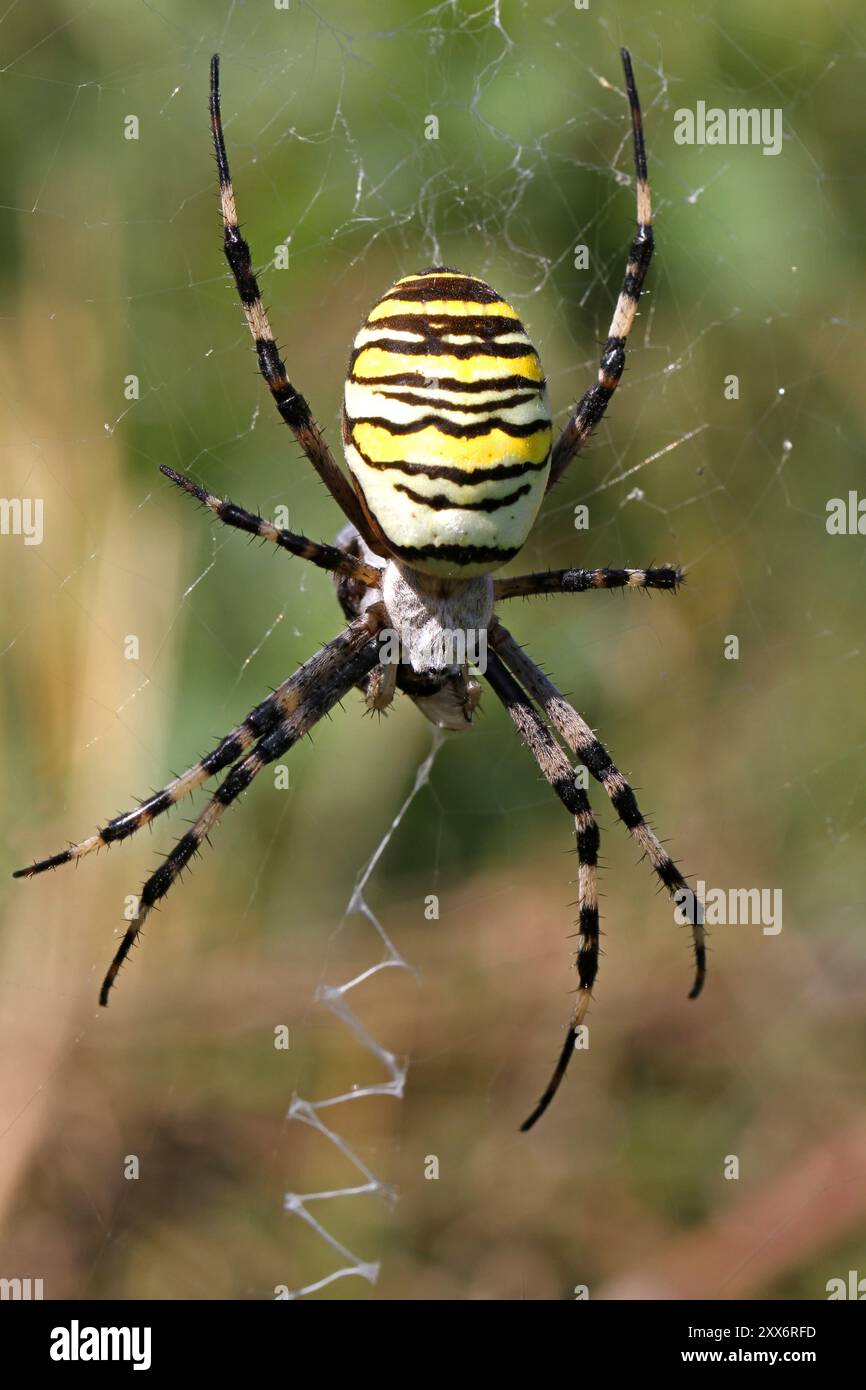 Horned spider hi-res stock photography and images - Alamy