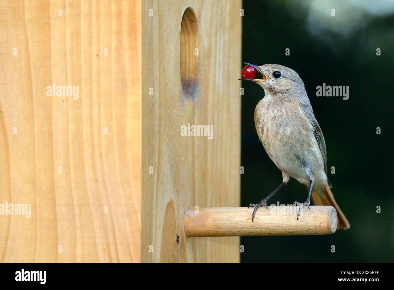 Common redstart at the nesting box Stock Photo - Alamy