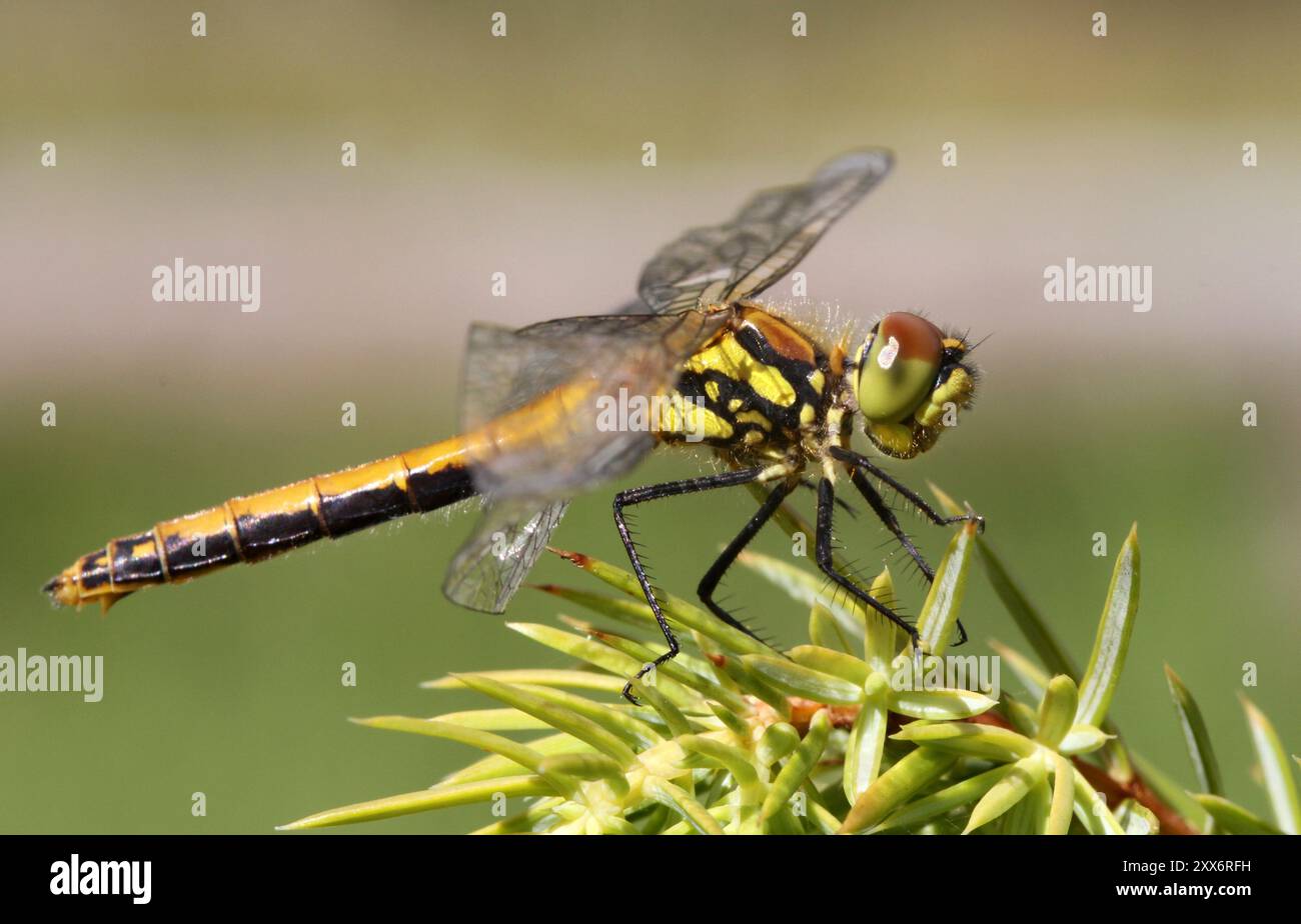 Dragonfly peak hi-res stock photography and images - Alamy