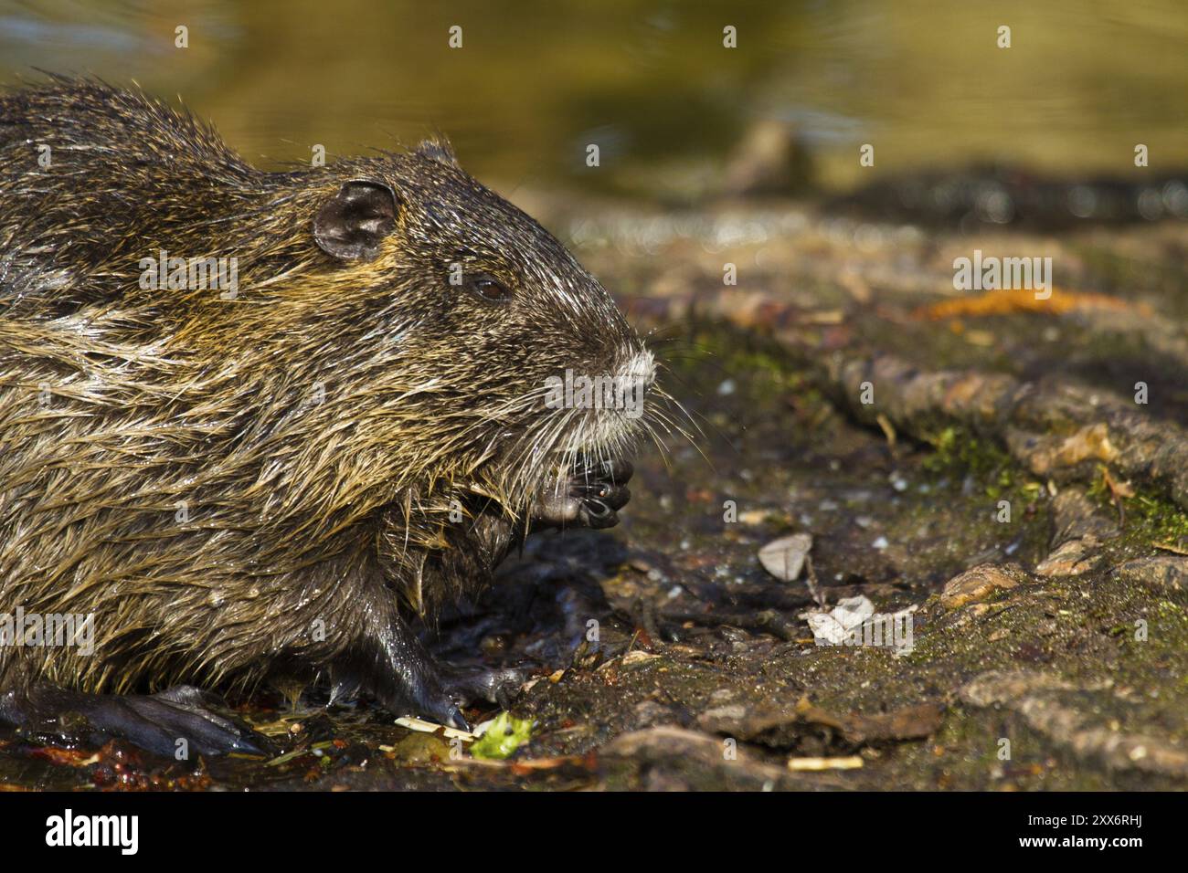 Nutria (Myocastor coypus Stock Photo - Alamy