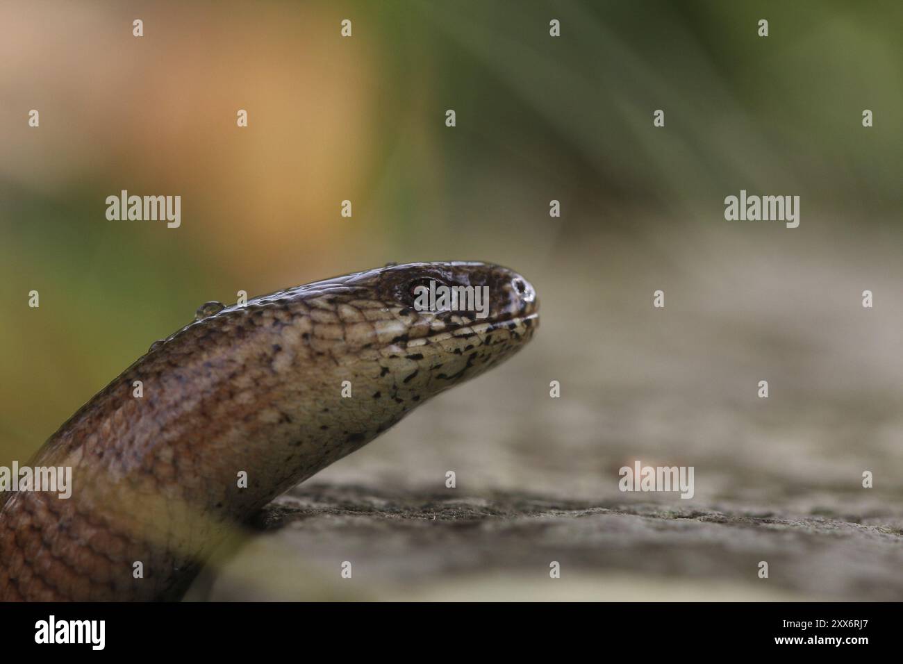 Slow worm, portrait Stock Photo - Alamy