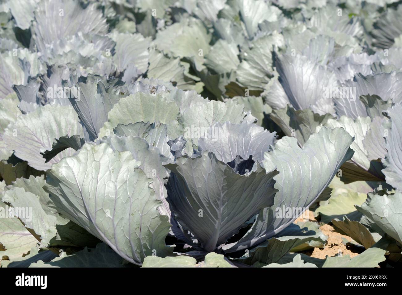 Red cabbage field Stock Photo - Alamy