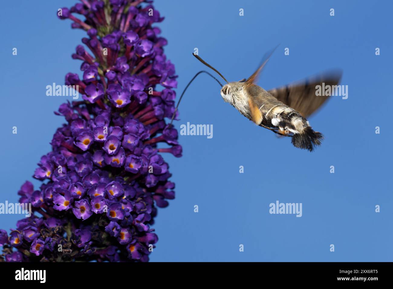 Dove tail on the summer lilac Stock Photo - Alamy