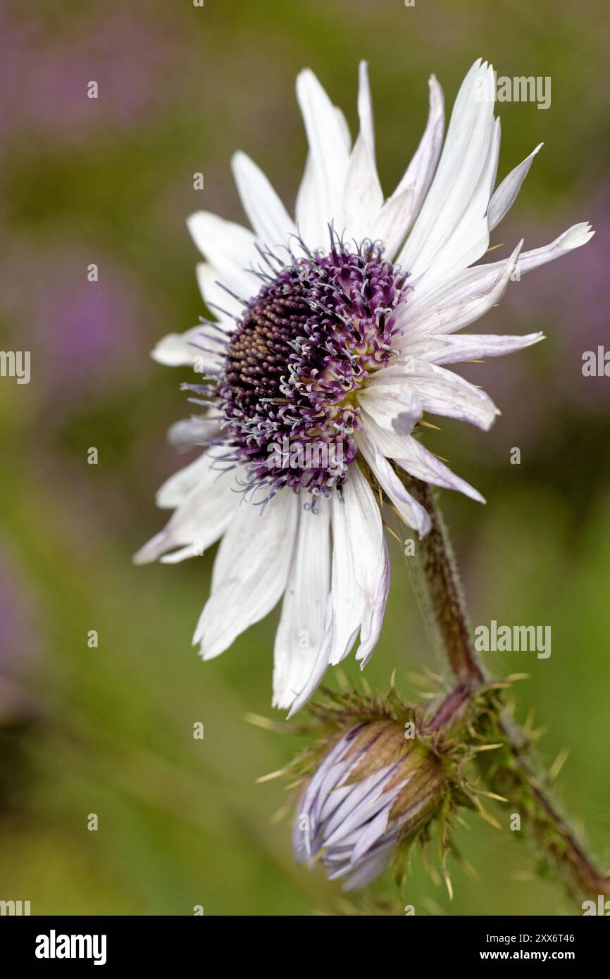 African purple thistle hi-res stock photography and images - Alamy