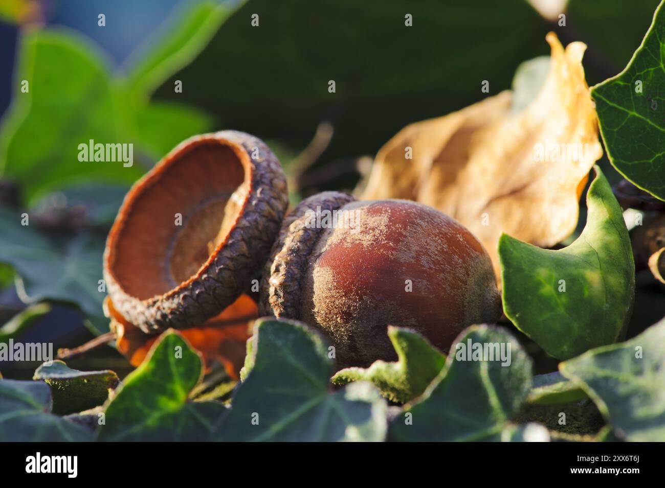 Acorn cap hi-res stock photography and images - Alamy