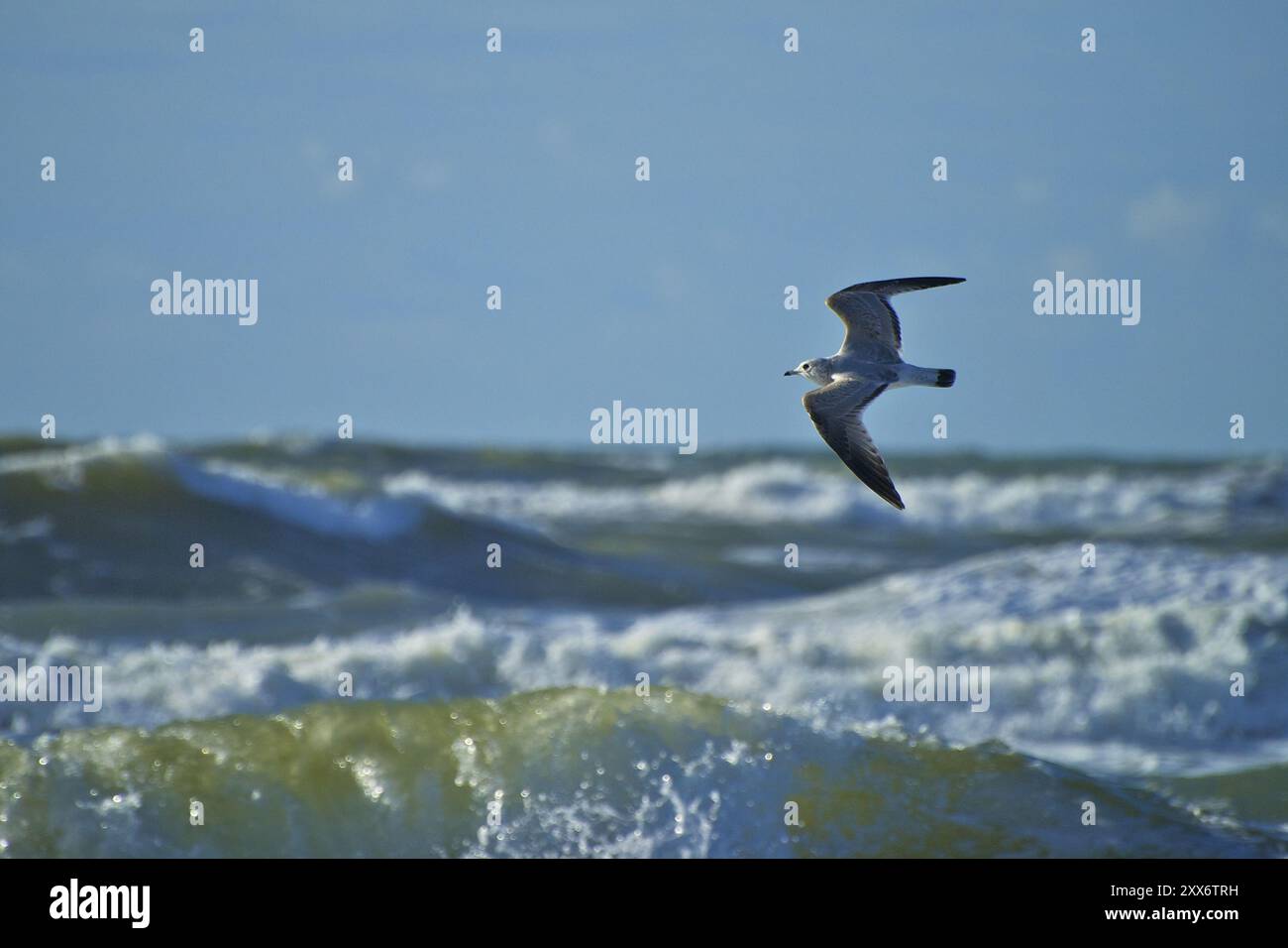 Gull stretching wings hi-res stock photography and images - Alamy