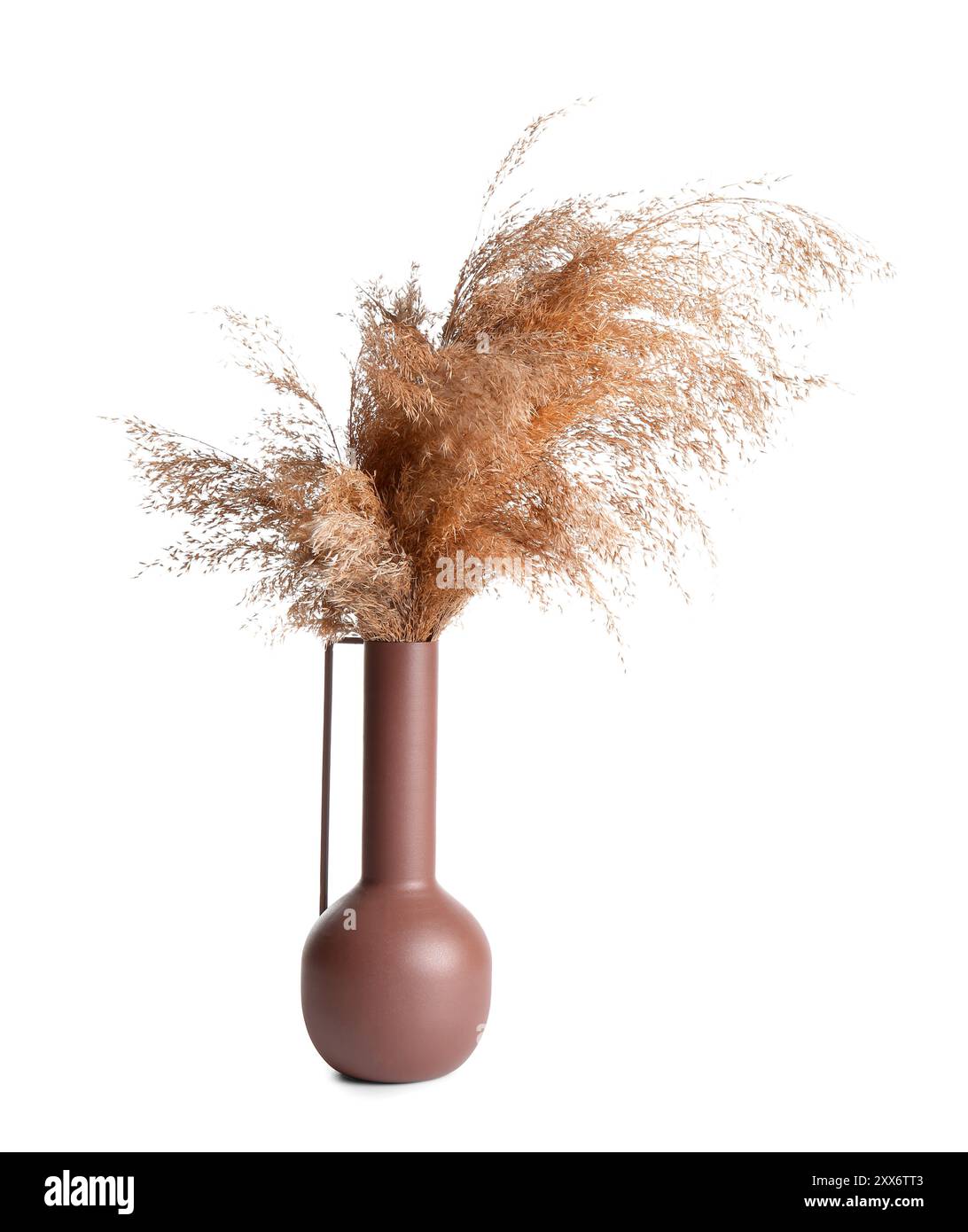 Phragmites australis common reed Cut Out Stock Images & Pictures - Alamy