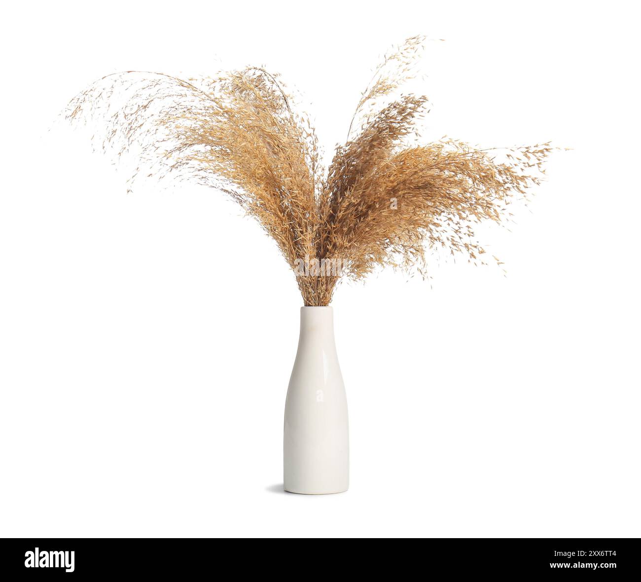 Phragmites australis common reed Cut Out Stock Images & Pictures - Alamy