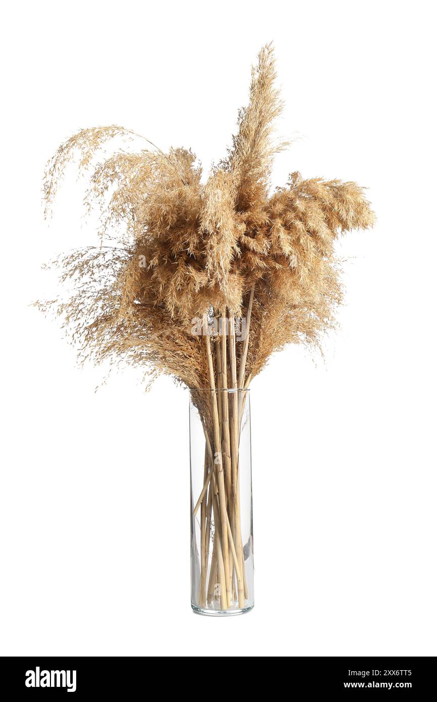 Phragmites australis common reed Cut Out Stock Images & Pictures - Alamy