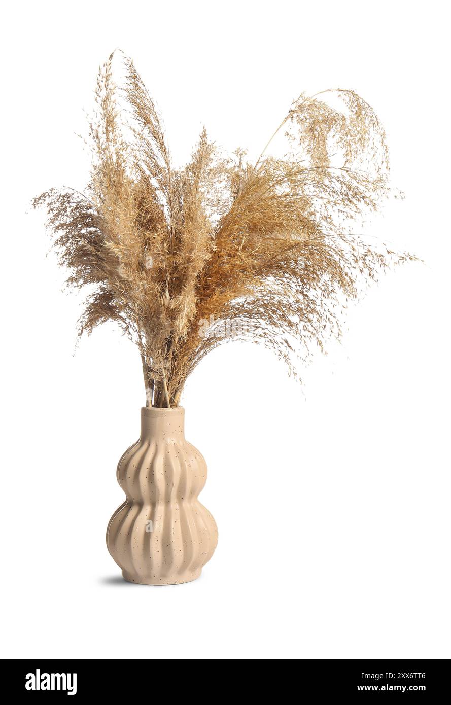 Phragmites australis common reed Cut Out Stock Images & Pictures - Alamy