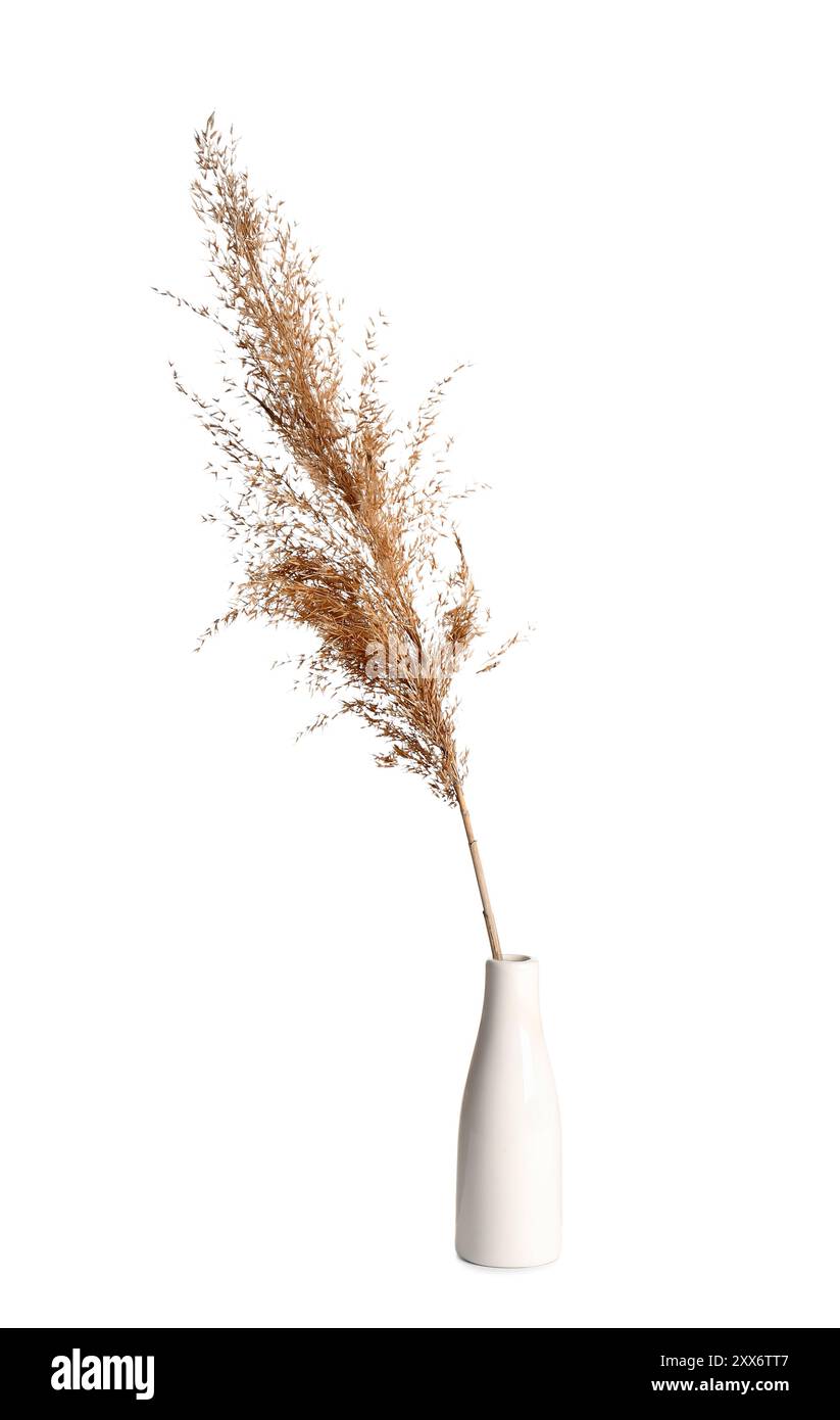 Phragmites australis common reed Cut Out Stock Images & Pictures - Alamy