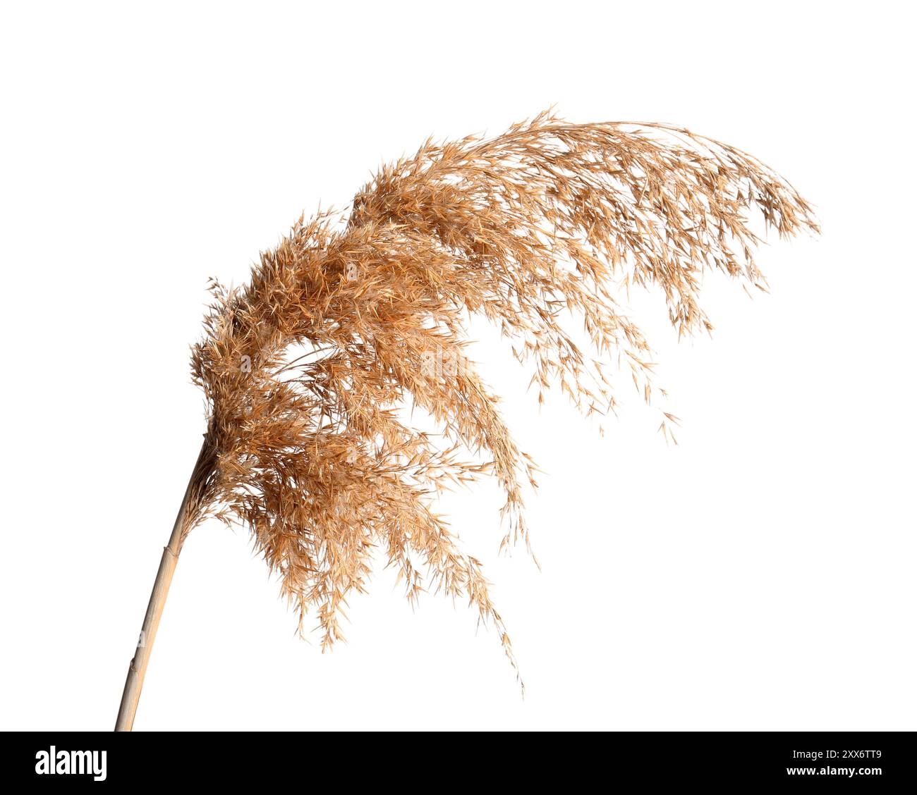 Closeup pampas grass Cut Out Stock Images & Pictures - Alamy