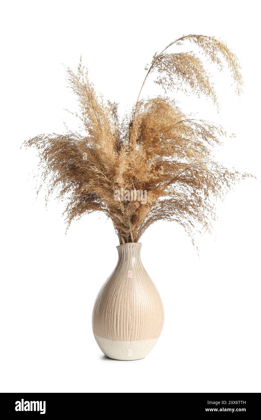 Vase with dry common reeds isolated on white background Stock Photo - Alamy