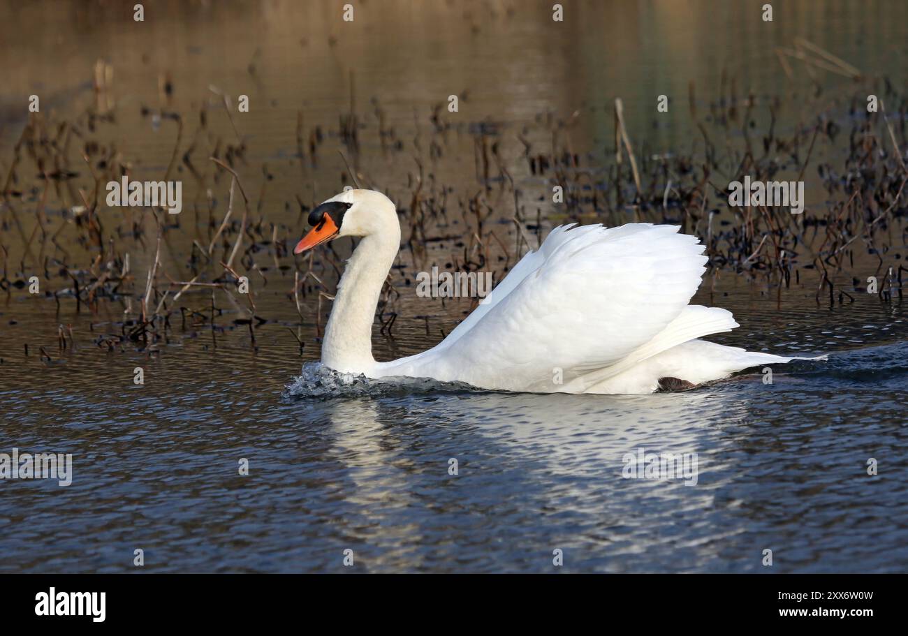 Swan environment hi-res stock photography and images - Alamy