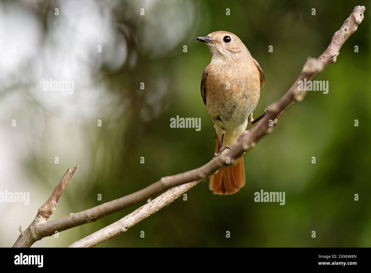 Redstart nest box hi-res stock photography and images - Alamy