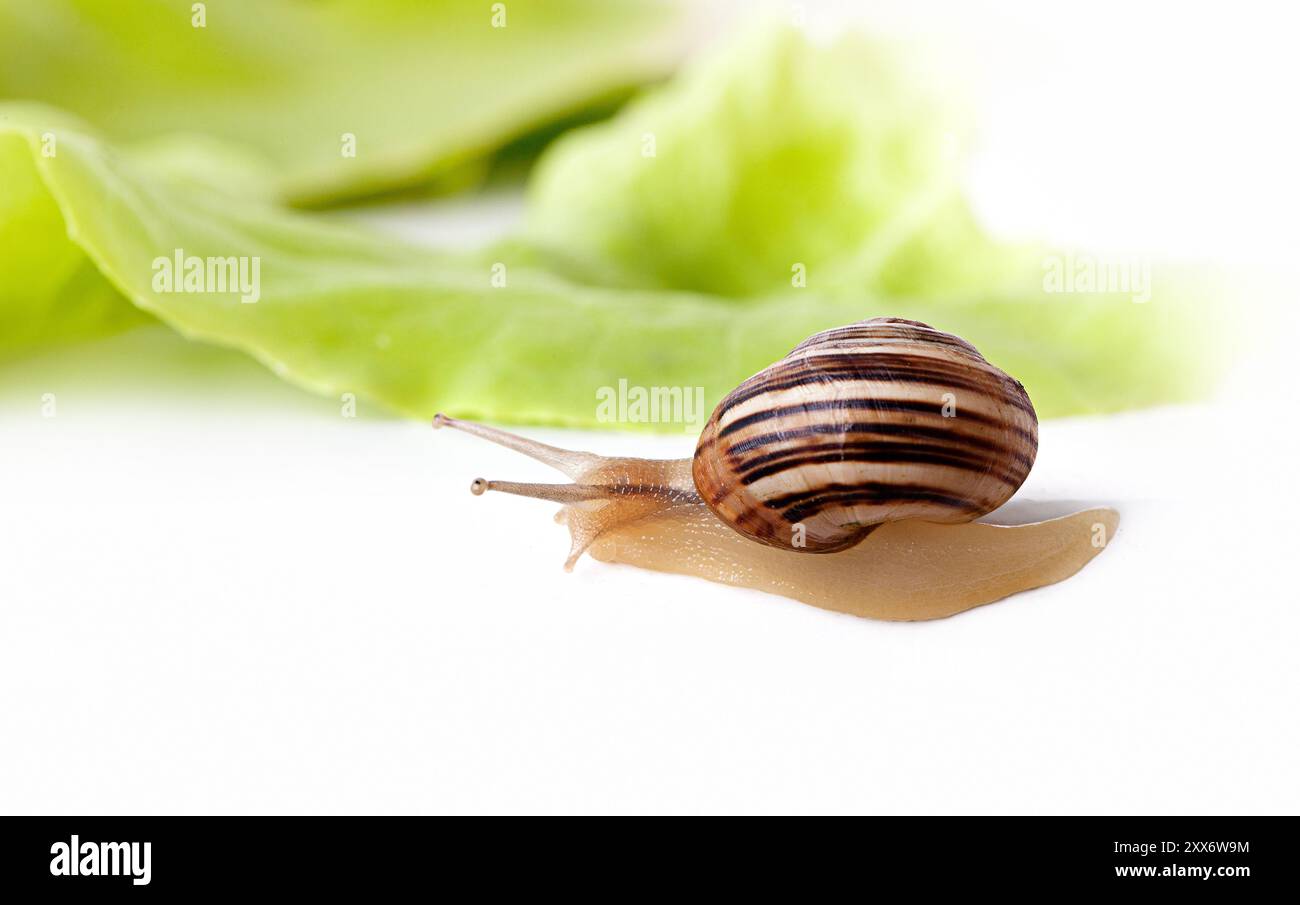 Spotted vineyard snail Cornu aspersum Stock Photo - Alamy
