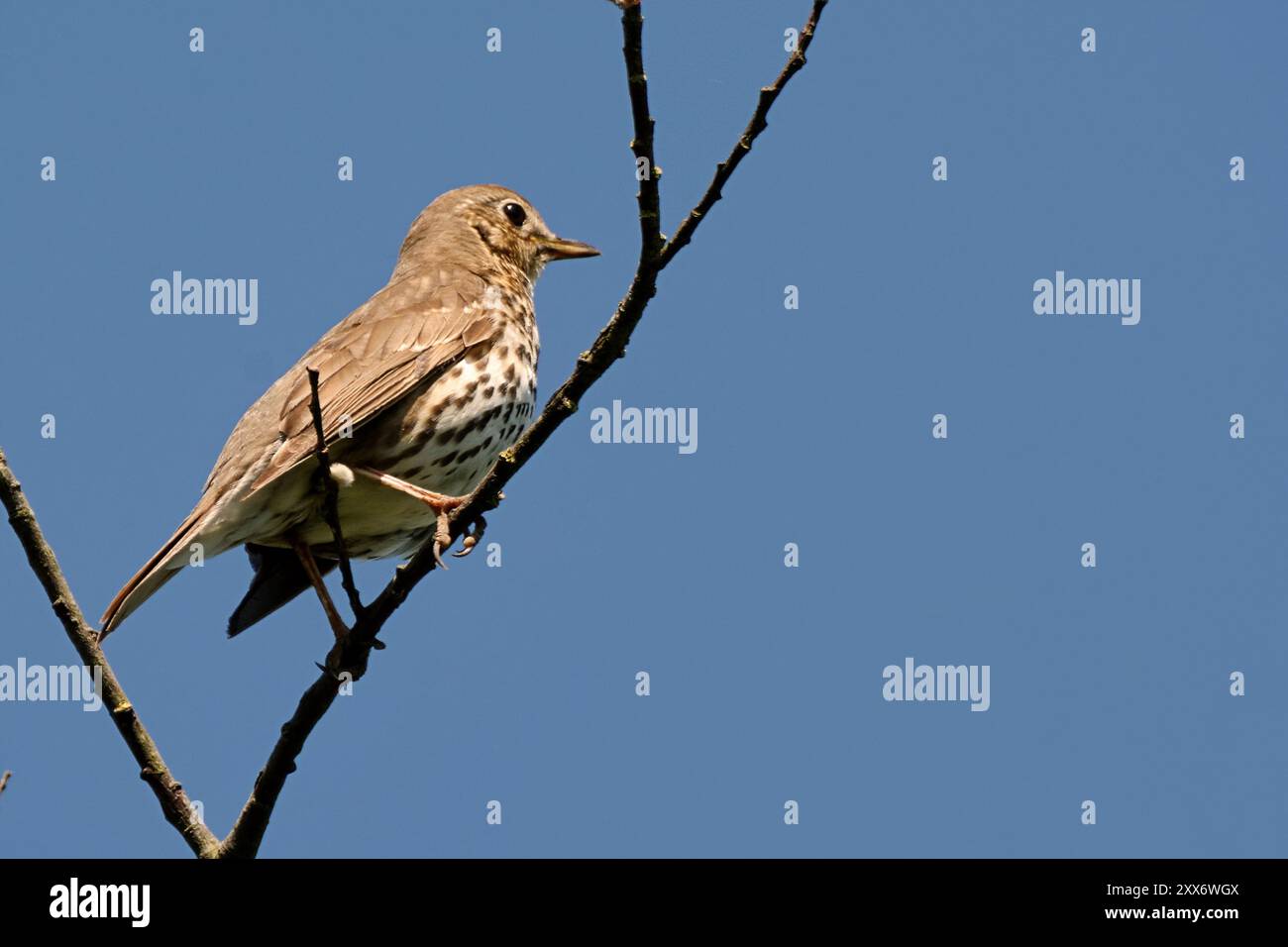 Song thrush habitat hi-res stock photography and images - Alamy