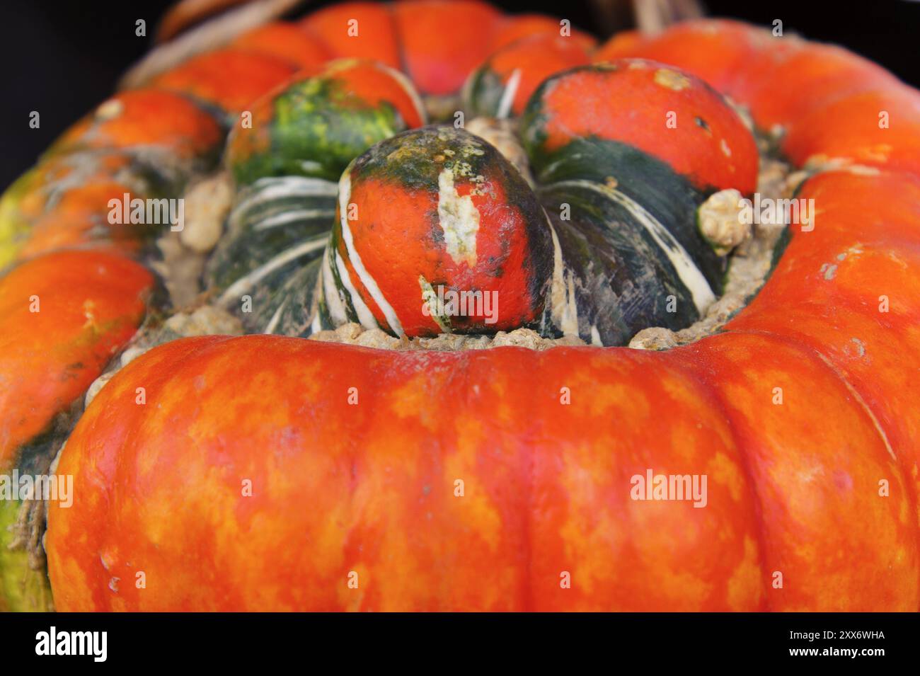 Single, ripe pumpkin of the Turkish turban variety Stock Photo - Alamy