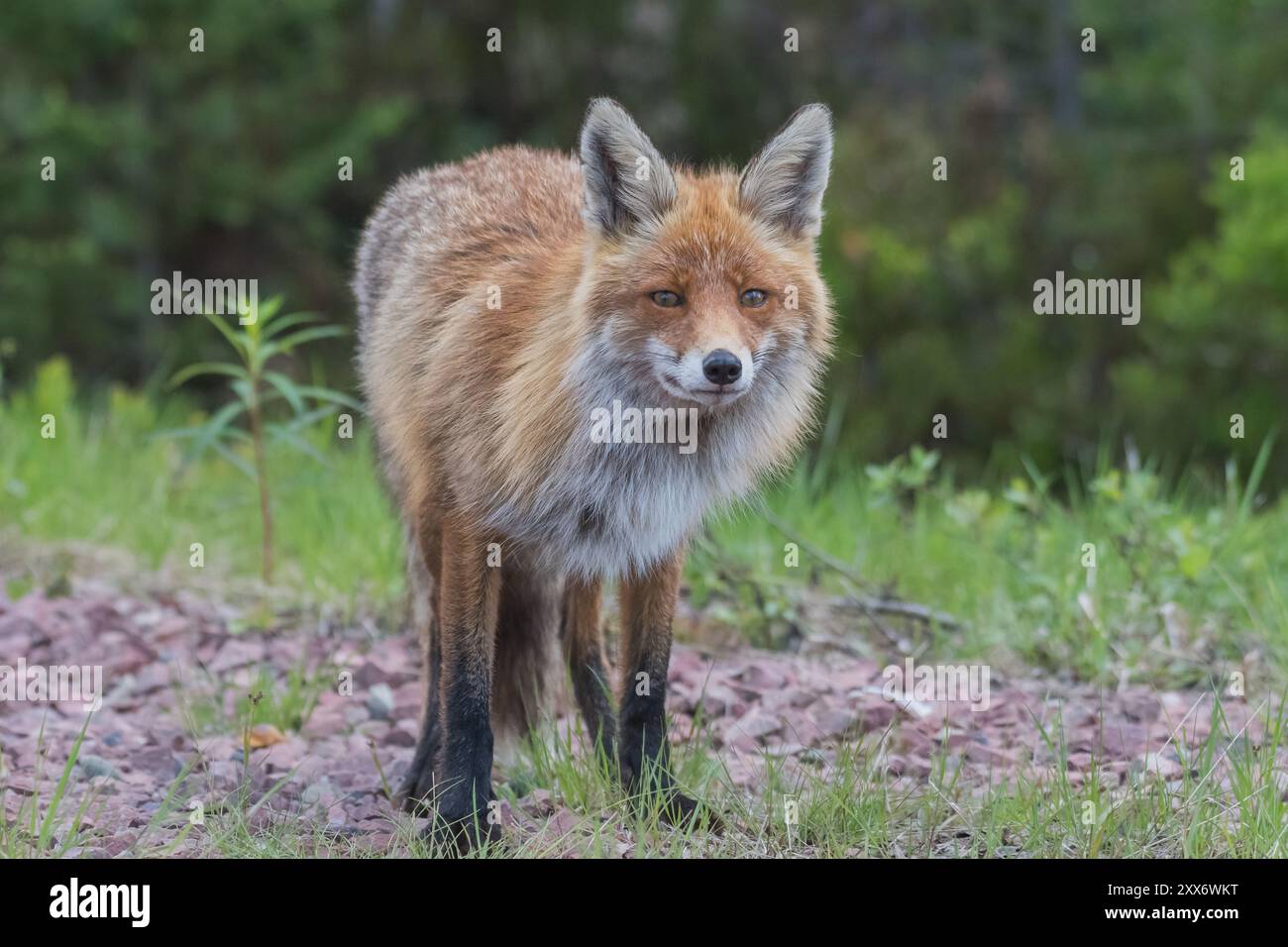 Red fox (Vulpes vulpes), direct view, Lapland, Sweden, Europe Stock ...