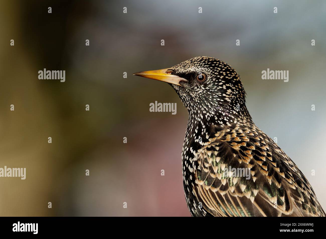 Splendid starling hi-res stock photography and images - Alamy