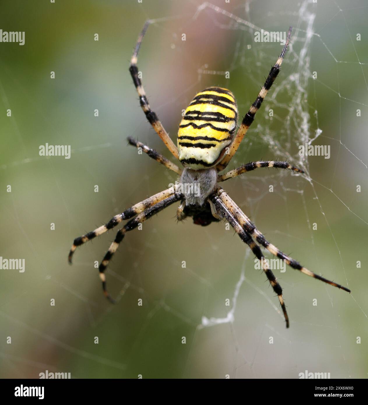 Spiderweb habitat hi-res stock photography and images - Alamy