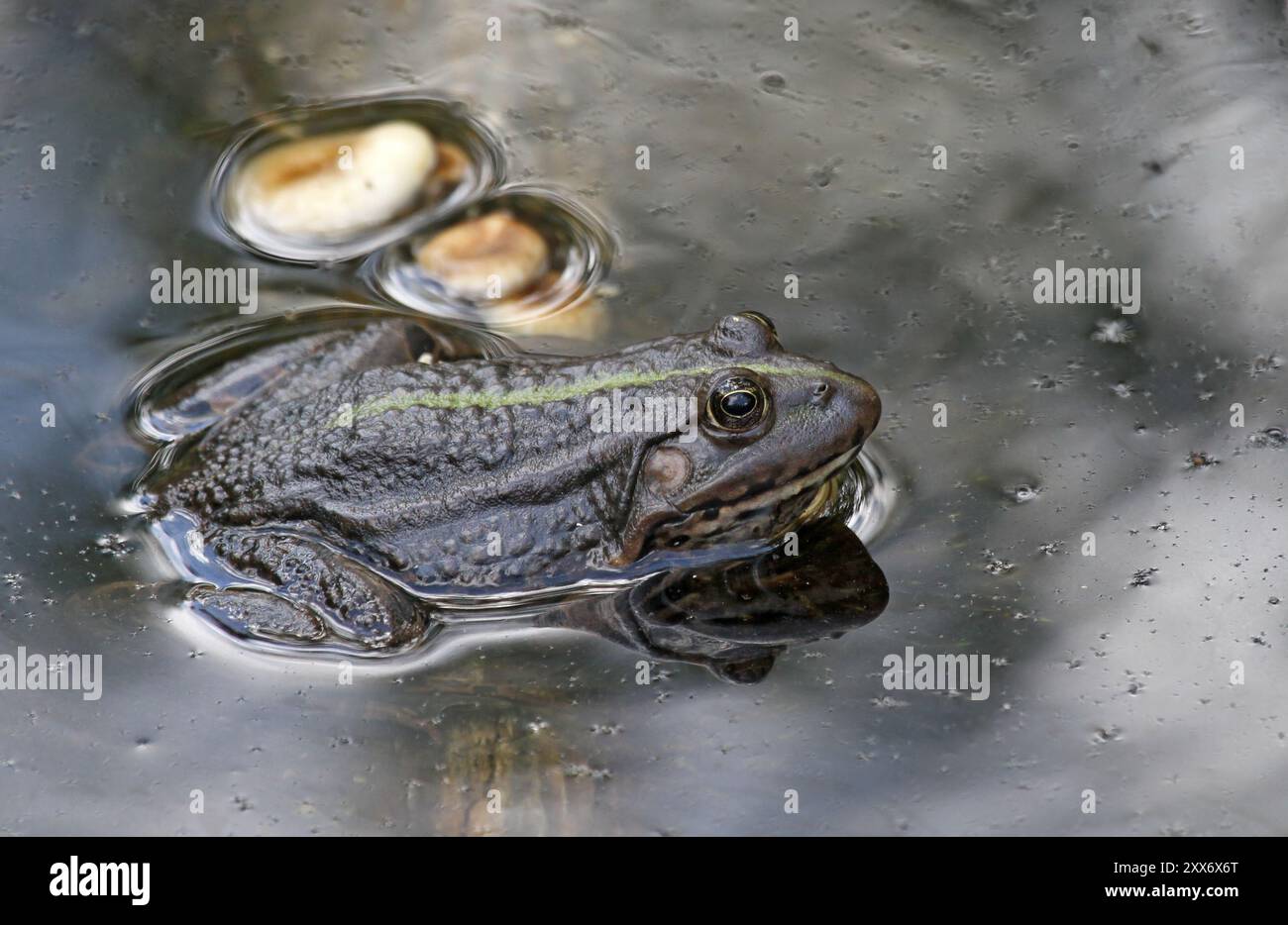 Holarctic frog hi-res stock photography and images - Alamy