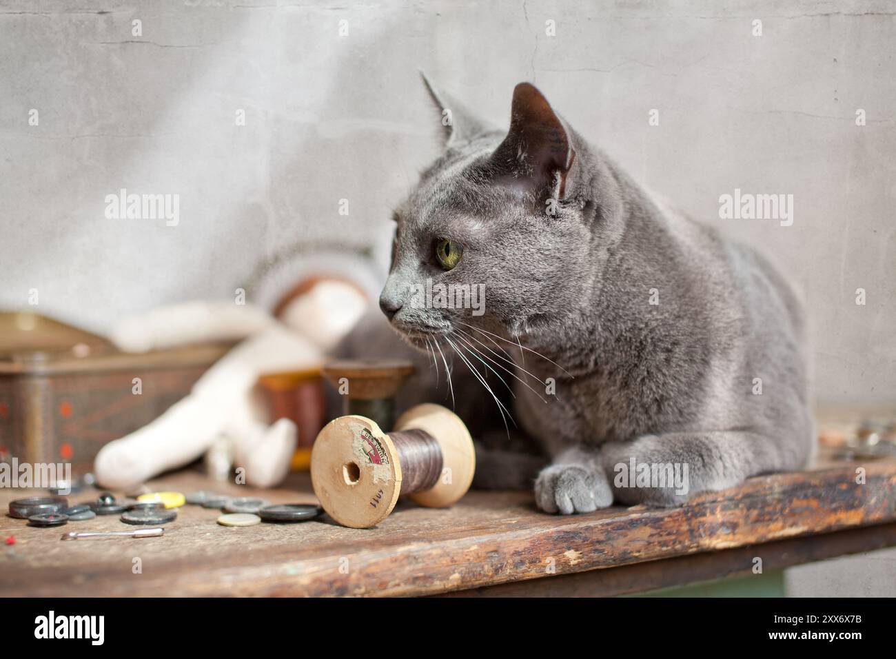 Cat daily routine hi-res stock photography and images - Alamy