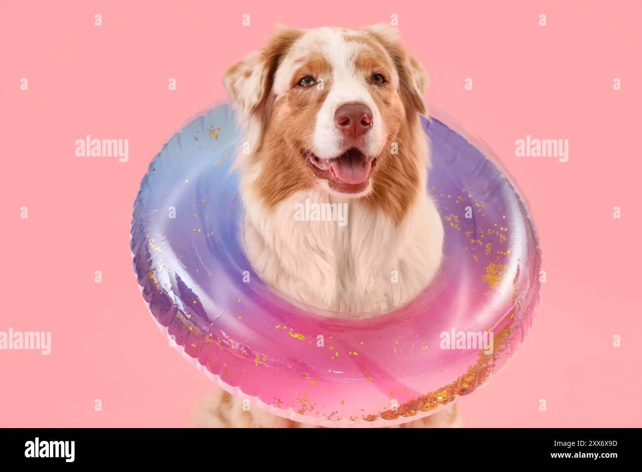 Cute Australian Shepherd dog with inflatable ring on pink background ...