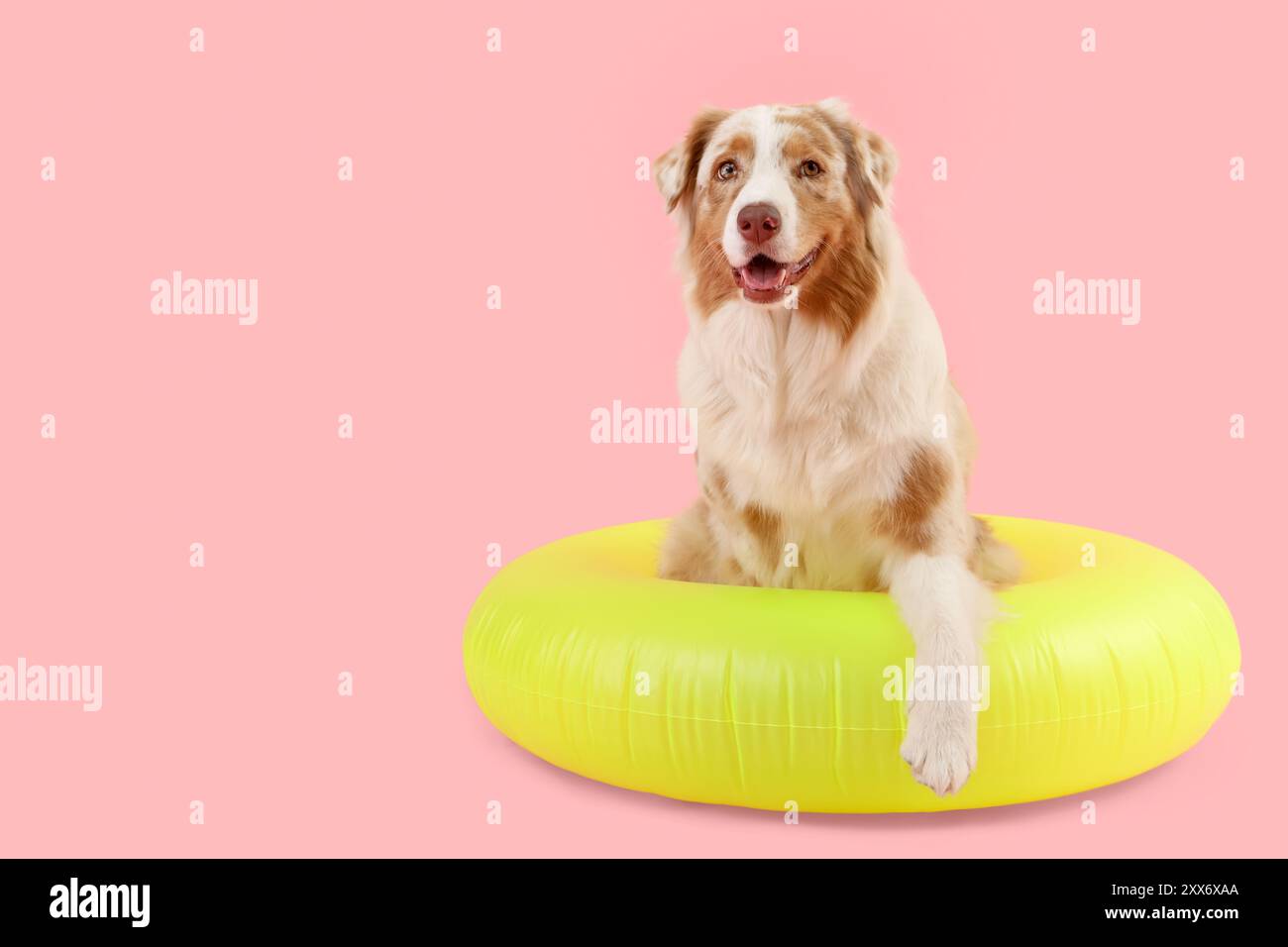 Cute Australian Shepherd dog with inflatable ring on pink background ...